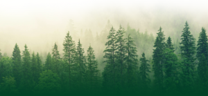 Private Wilderness Lodge on the edge of British Columbia’s Great Bear ...